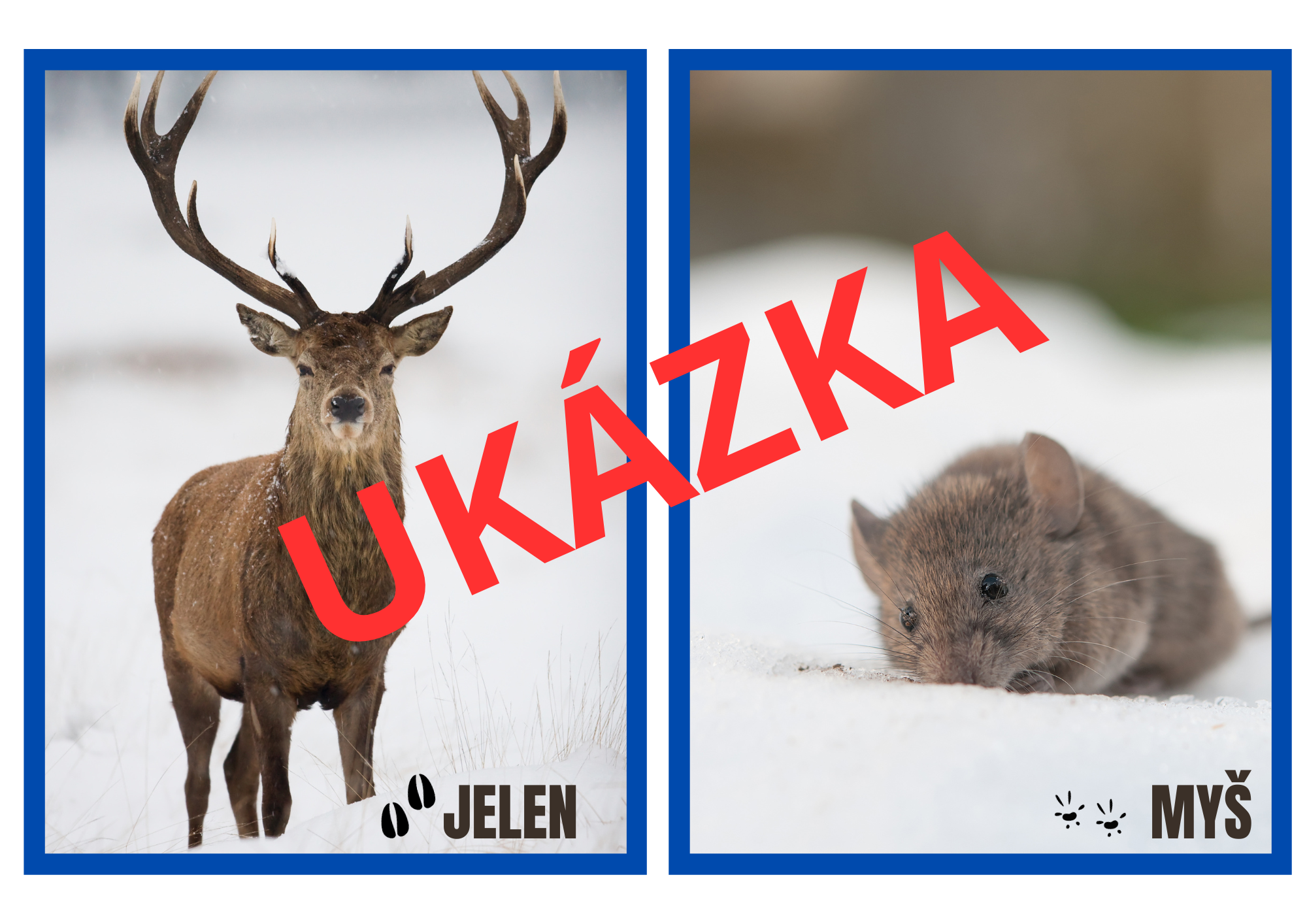 Zvířata v zimě a jejich stopy - demonstrační obrázky - Nezařazené k ...