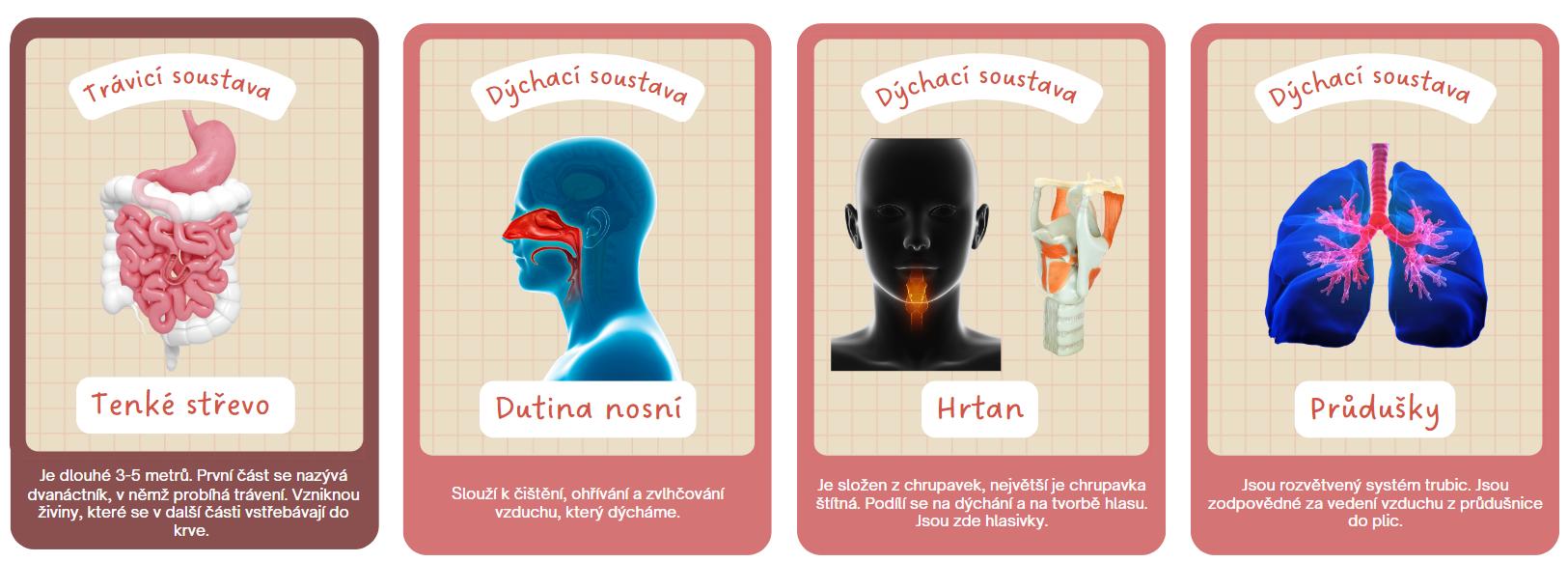 Lidské tělo - orgány - Biologie | UčiteléUčitelům.cz