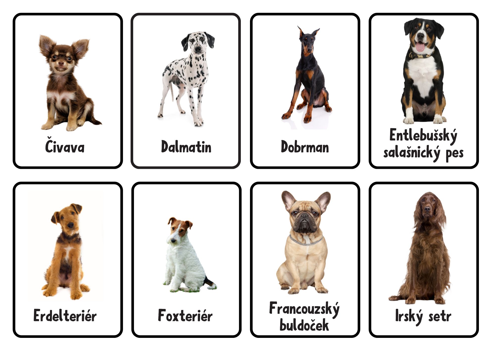 Rasy psů - Přírodověda | UčiteléUčitelům.cz