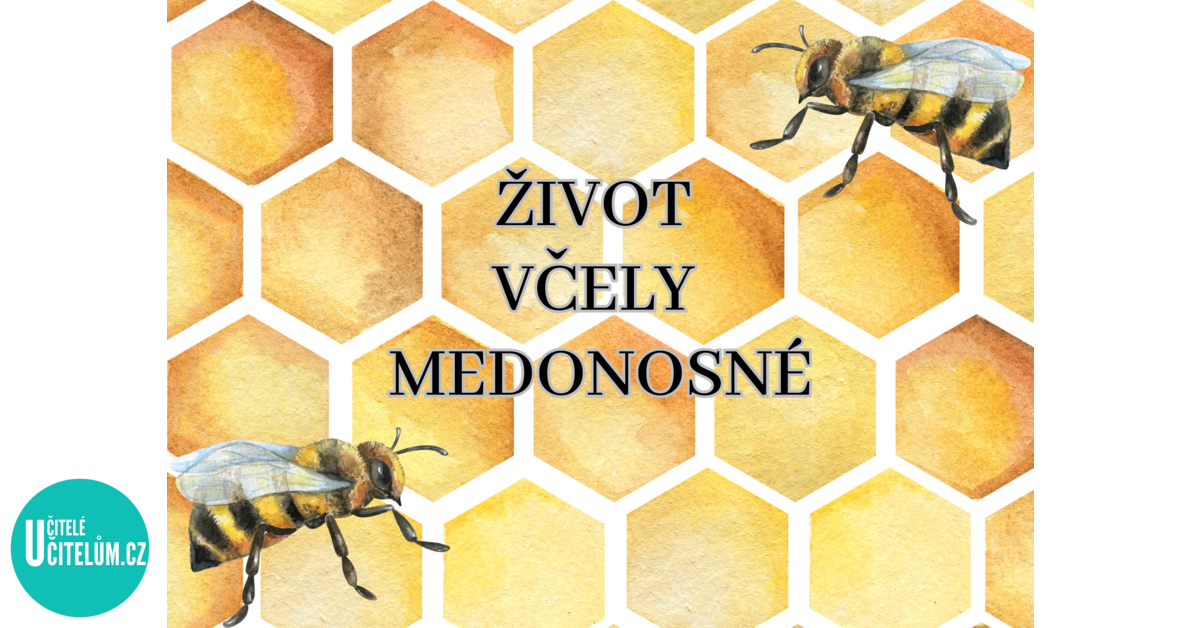 Život včely medonosné - demonstrační obrázky - Přírodověda ...
