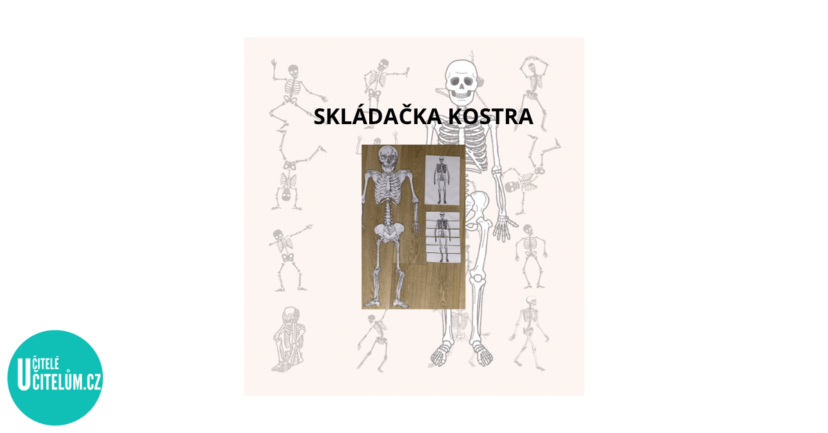 Skládačka kostry člověka - Prvouka | UčiteléUčitelům.cz